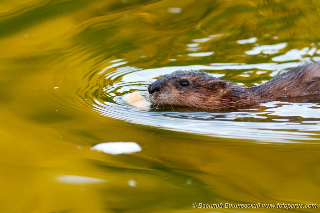 PHOTOS/Mammals/RODENTS Muskrat/Ondatra_zibethicus_2017_0806_1934-4