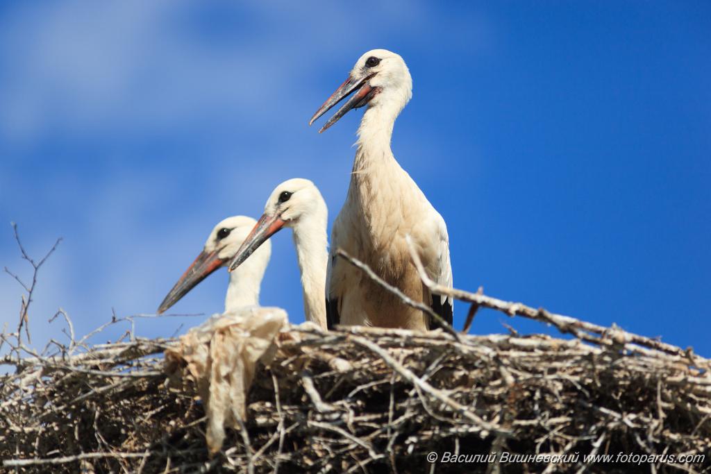 PHOTOS/aves/05 CICONIIFORMES CICONIIDAE Ciconia ciconia/nest_with_bird ...