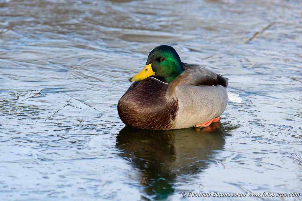 PHOTOS/aves/07 ANSERIFORMES ANATIDAE Anas platyrhynchos/bird_male_Anas ...