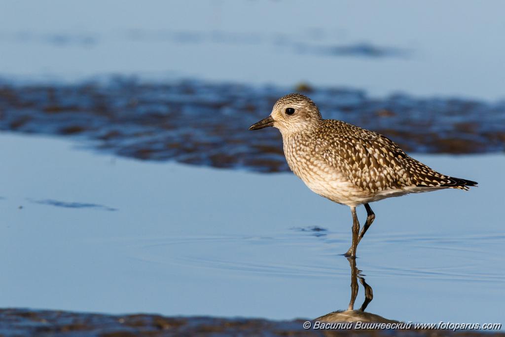 PHOTOS/aves/12 CHARADRIIFORMES CHARADRIIDAE Pluvialis squatarola ...