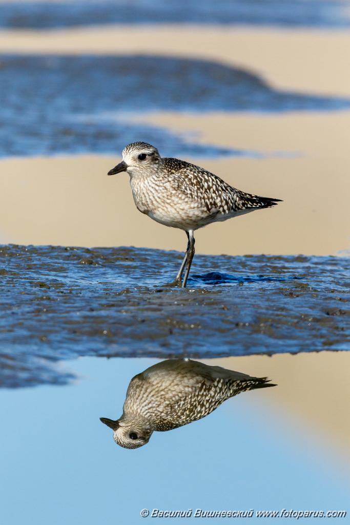 PHOTOS/aves/12 CHARADRIIFORMES CHARADRIIDAE Pluvialis squatarola ...