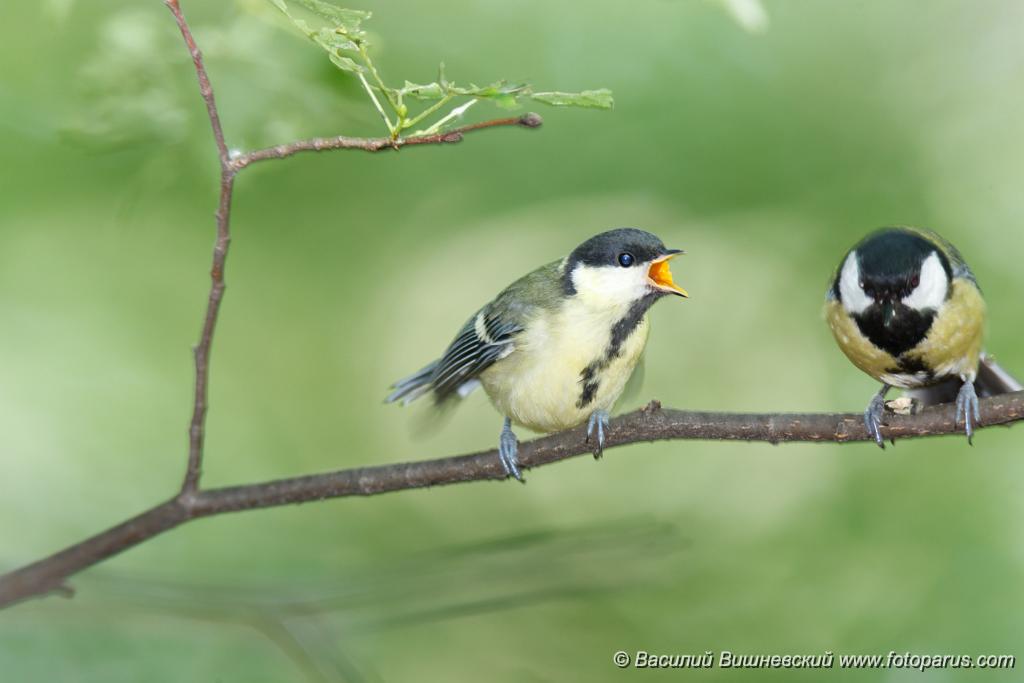 PHOTOS/aves/21 PASSERIFORMES PARIDAE Parus major/Parus_major_2013_0615_0954