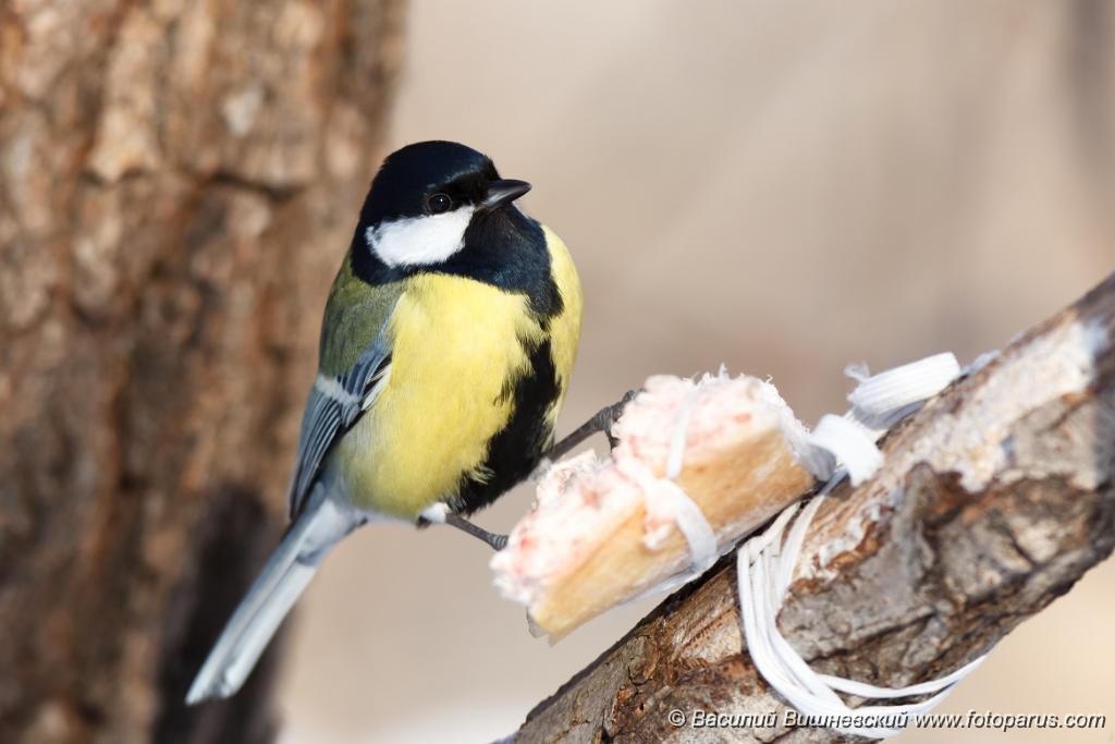 PHOTOS/aves/21 PASSERIFORMES PARIDAE Parus major/birds_feeding_Parus ...